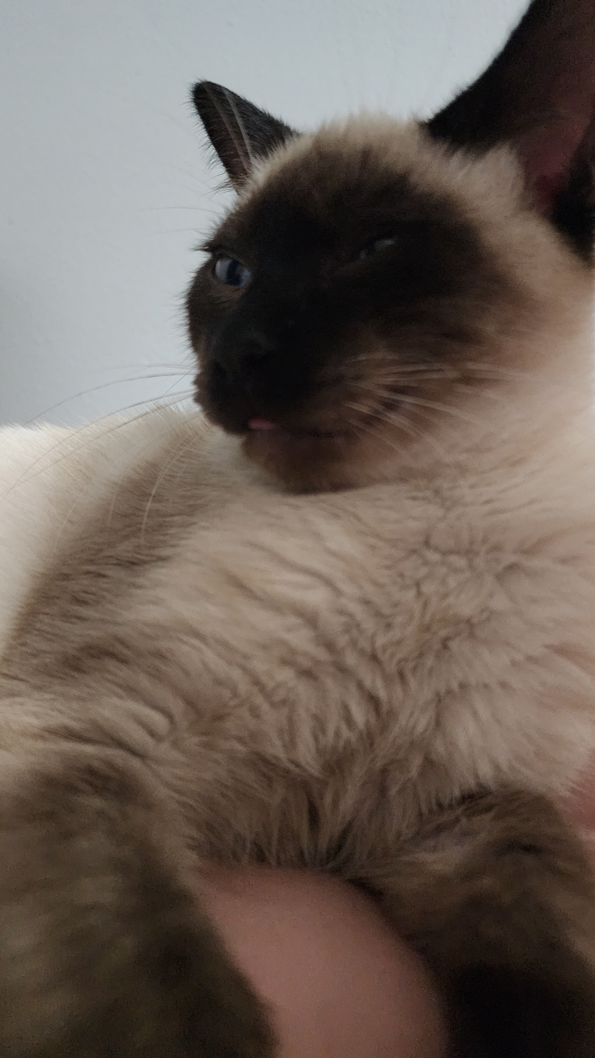 Tiny blep | Scrolller