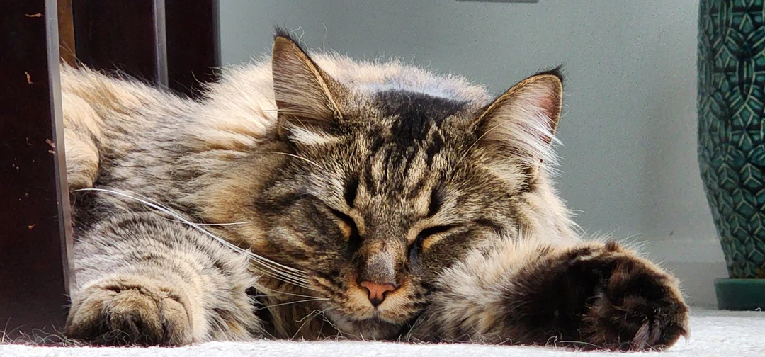 afternoon nap | Scrolller