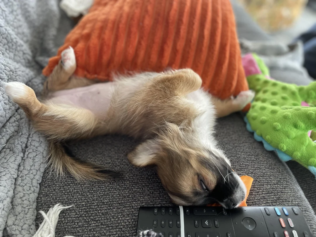 Puddy is in the Early Stages of the Rage Virus | Scrolller