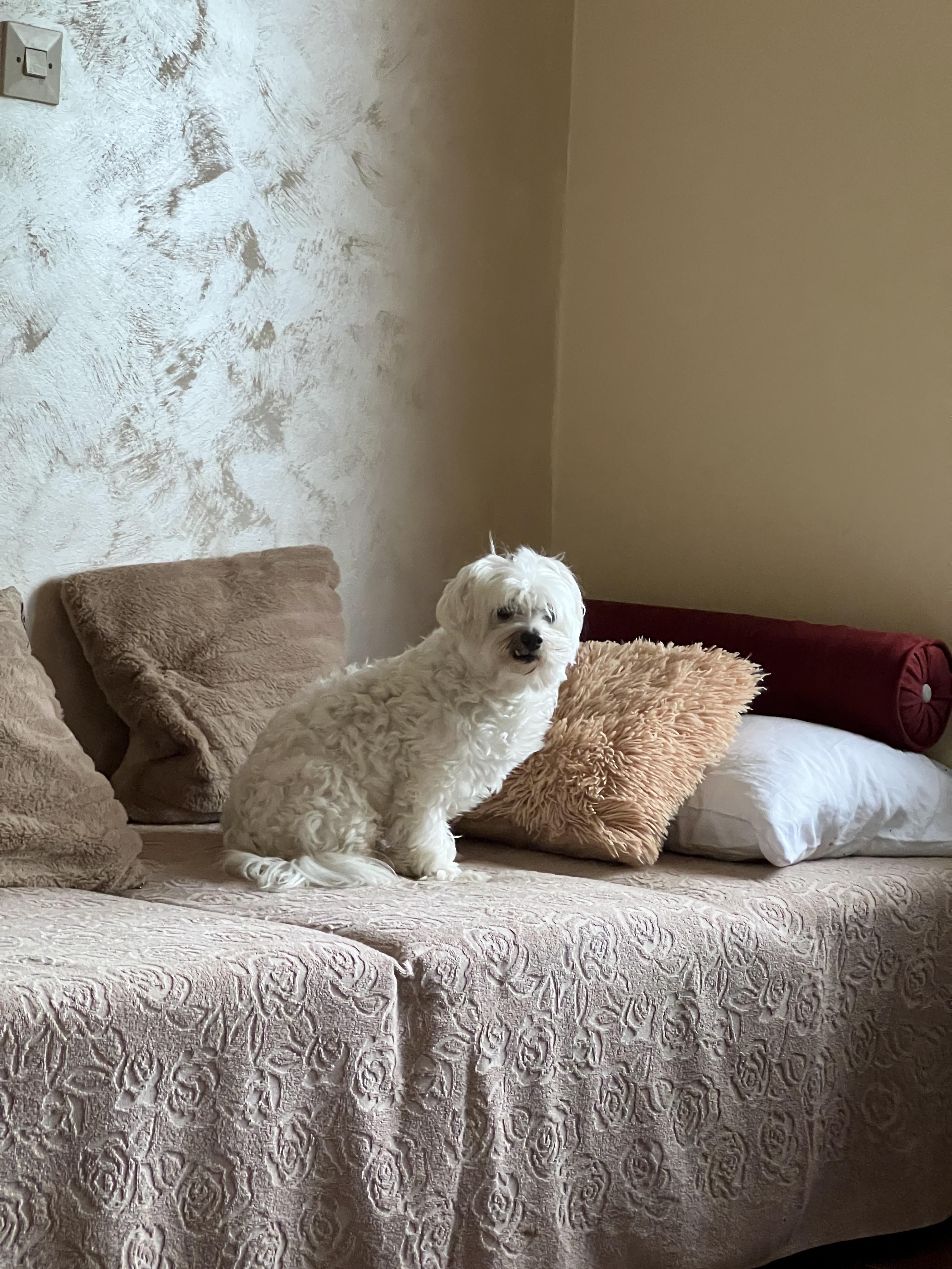 10 year old doggo | Scrolller