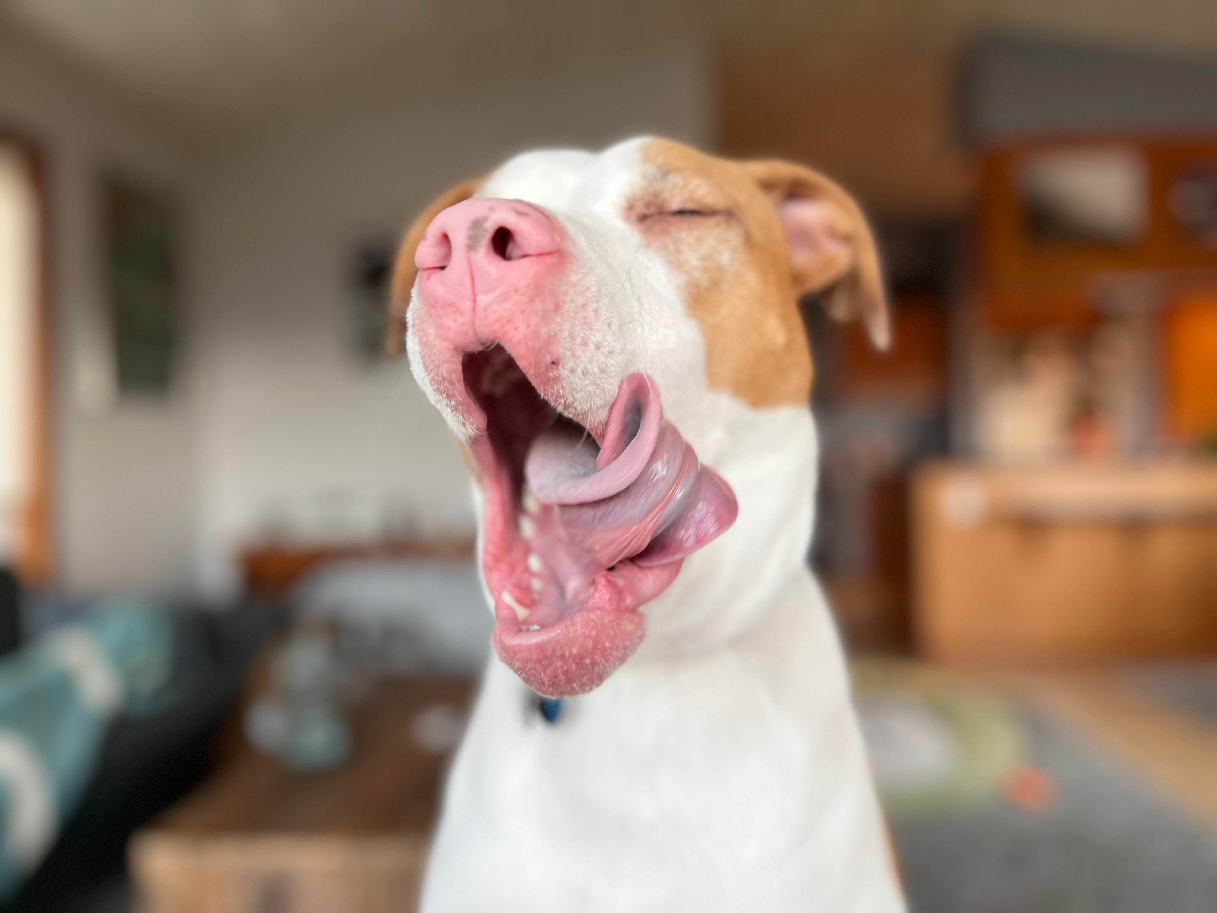 Mia, queen of the derp, is back! | Scrolller