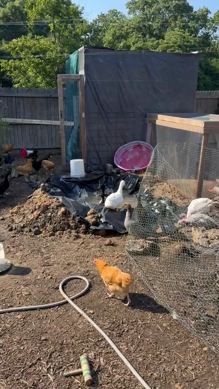 Ducks got a new pond | Scrolller