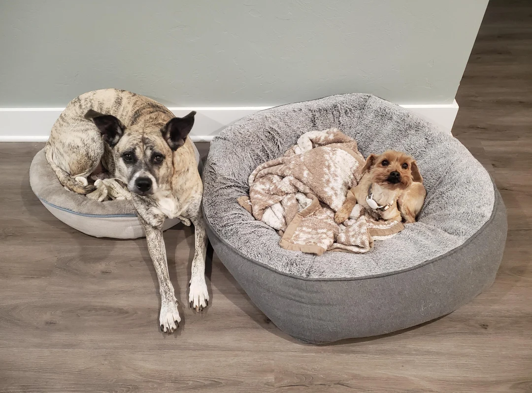 Soooo comfy!!! why do they do this? | Scrolller