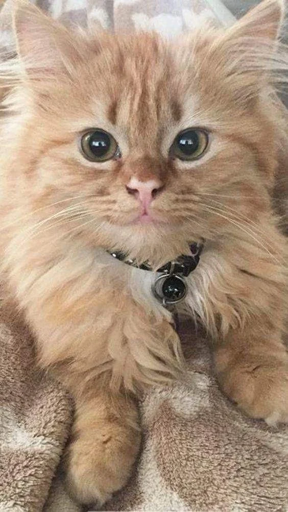 This Cute Tabby Cat 🐱 | Scrolller