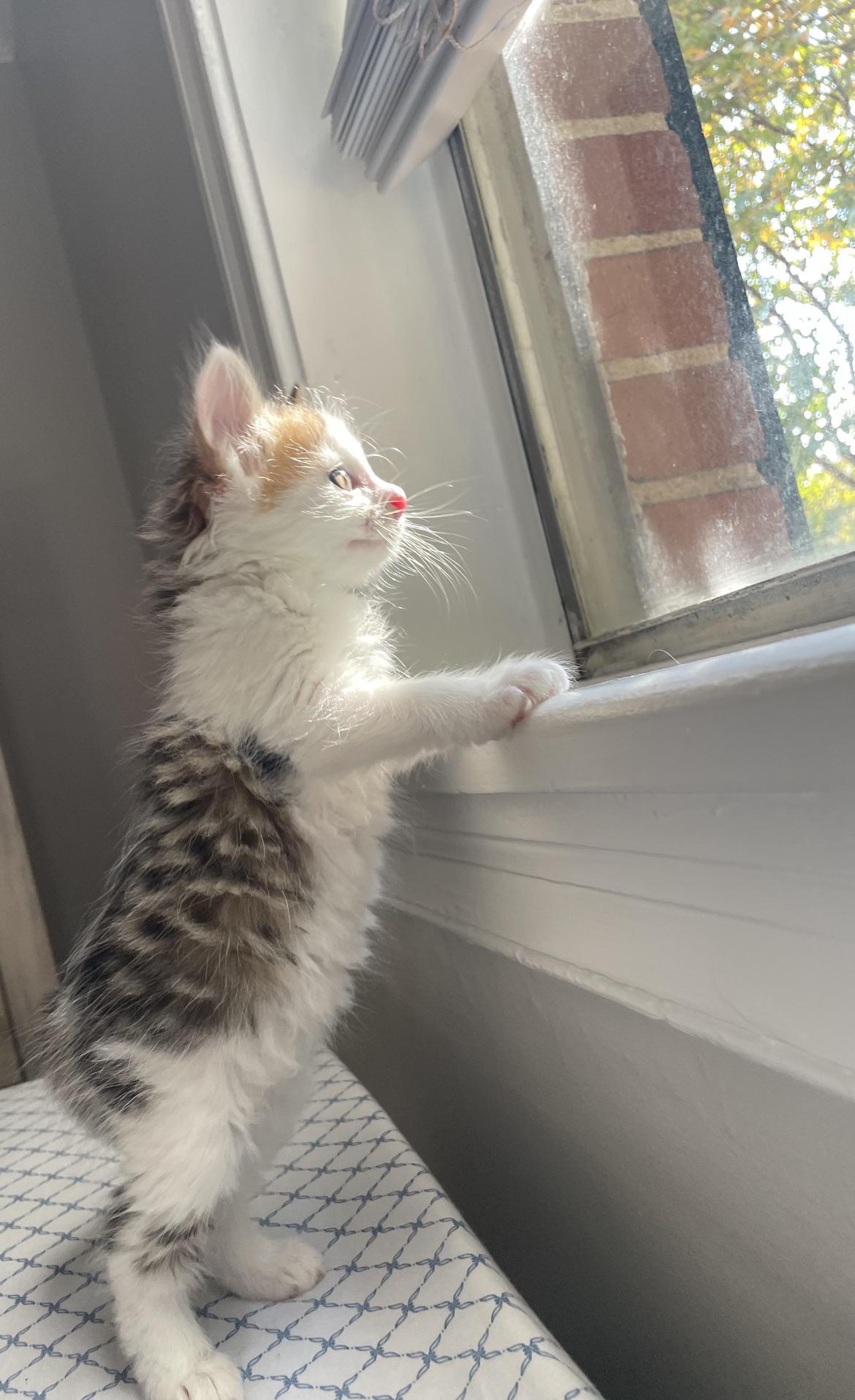 Vivian checking things outside | Scrolller