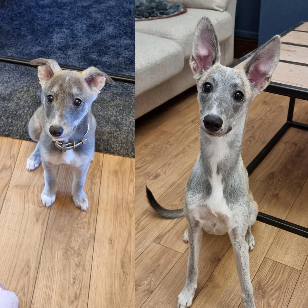 my sweet girl Luna. | Scrolller