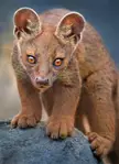 This Cute Fossa 🤎💙💛🧡🖤💖 ️💜🤍💚 | Scrolller