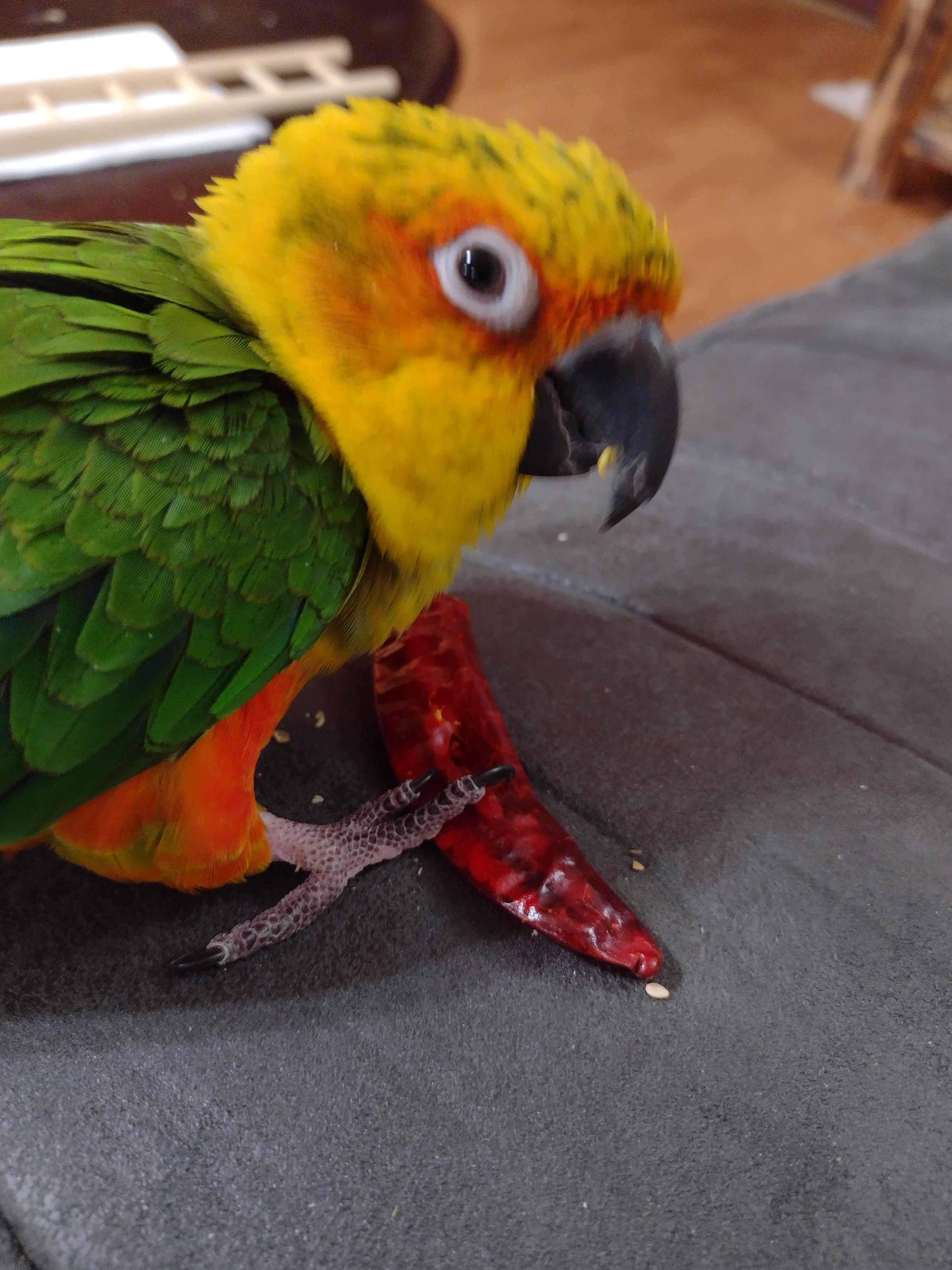 Cheep will fight you over dried peppers. | Scrolller