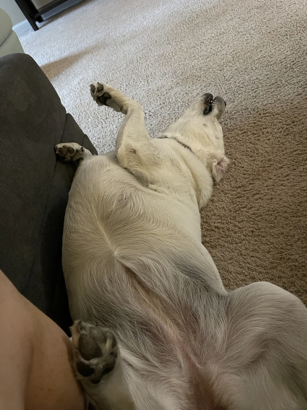 The dog is happily sleeping through the UT-UGA game | Scrolller