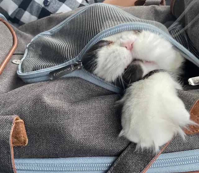 Trying to escape | Scrolller