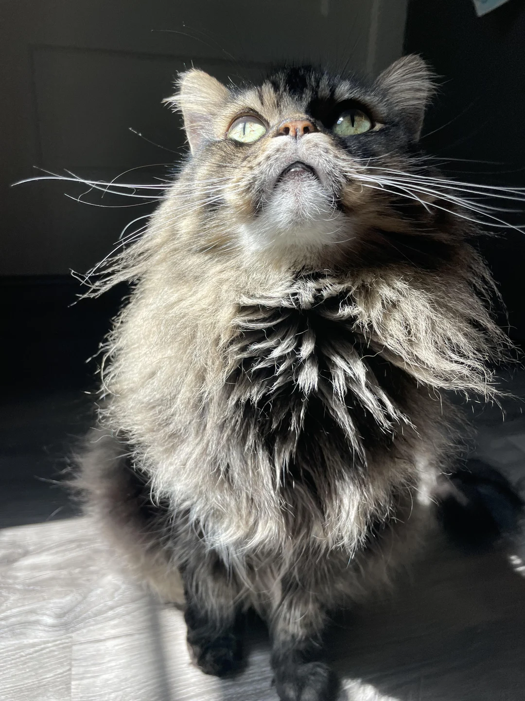 My old floof, named Poof! | Scrolller
