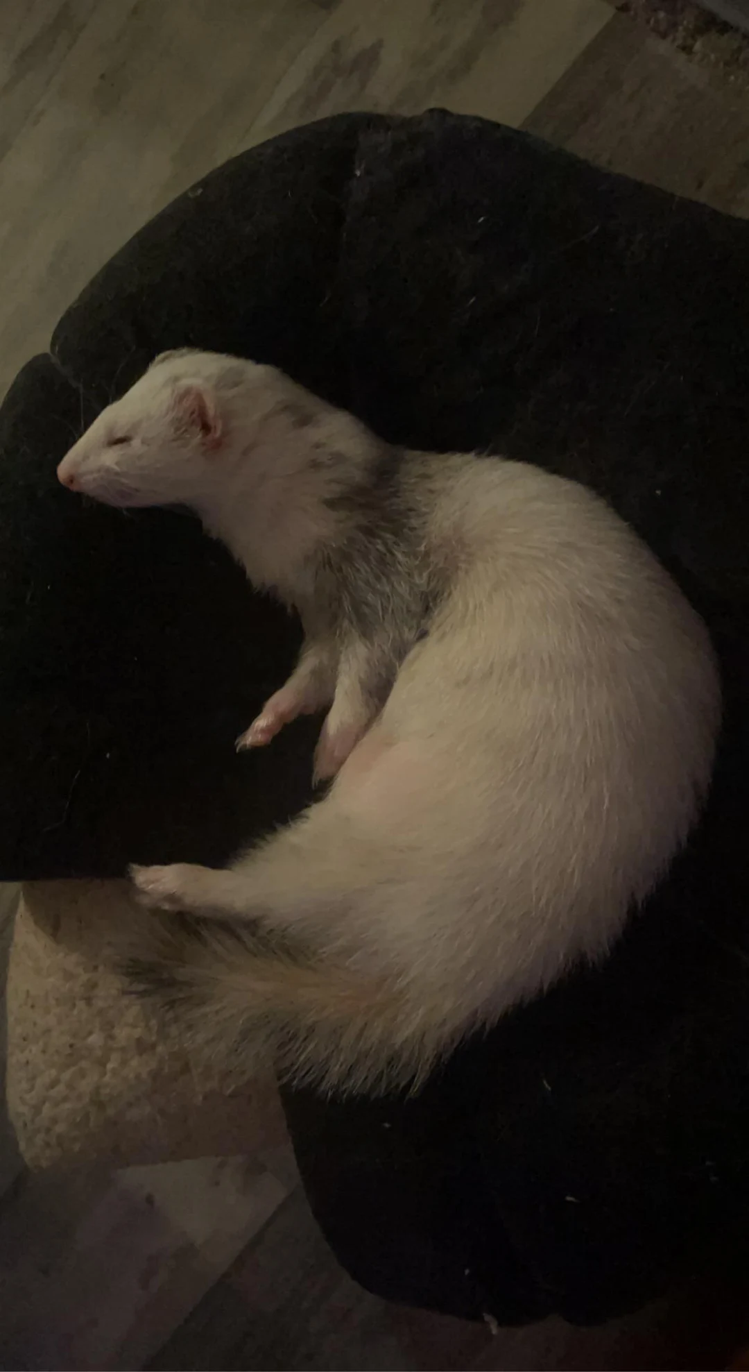 She’s always so mad she’s even got a puffy tail while she sleep | Scrolller