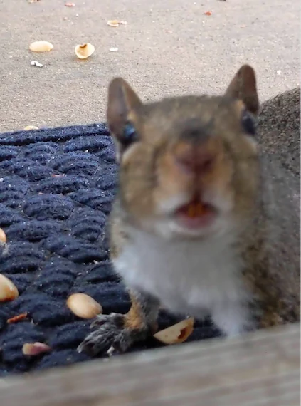 More nuts, please! | Scrolller