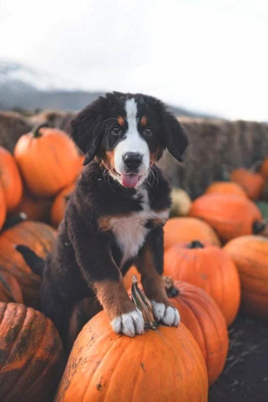 This Cute Bernese Mountain Dog Puppy 🐶 | Scrolller