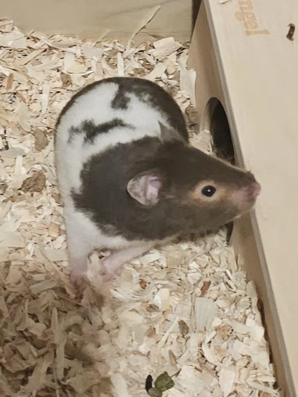 Tips for ghost hamster | Scrolller