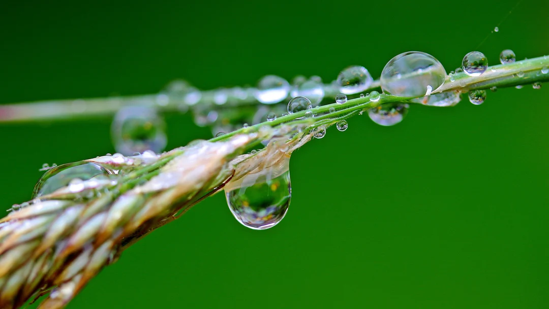 Morning Dew Drop on the Plants Stem [3840x2160] | Scrolller