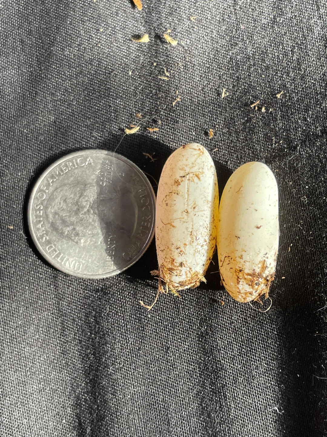 my gargoyle geckos first (infertile) eggs! | Scrolller