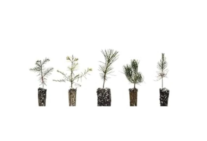 Spread out the roots? | Scrolller