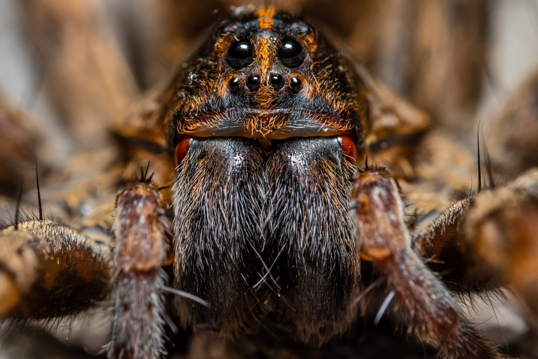 Beautiful wolf spider. | Scrolller