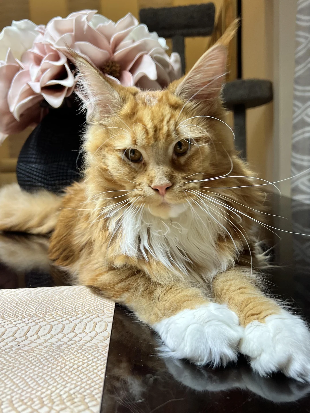 Dining table saga continues… | Scrolller