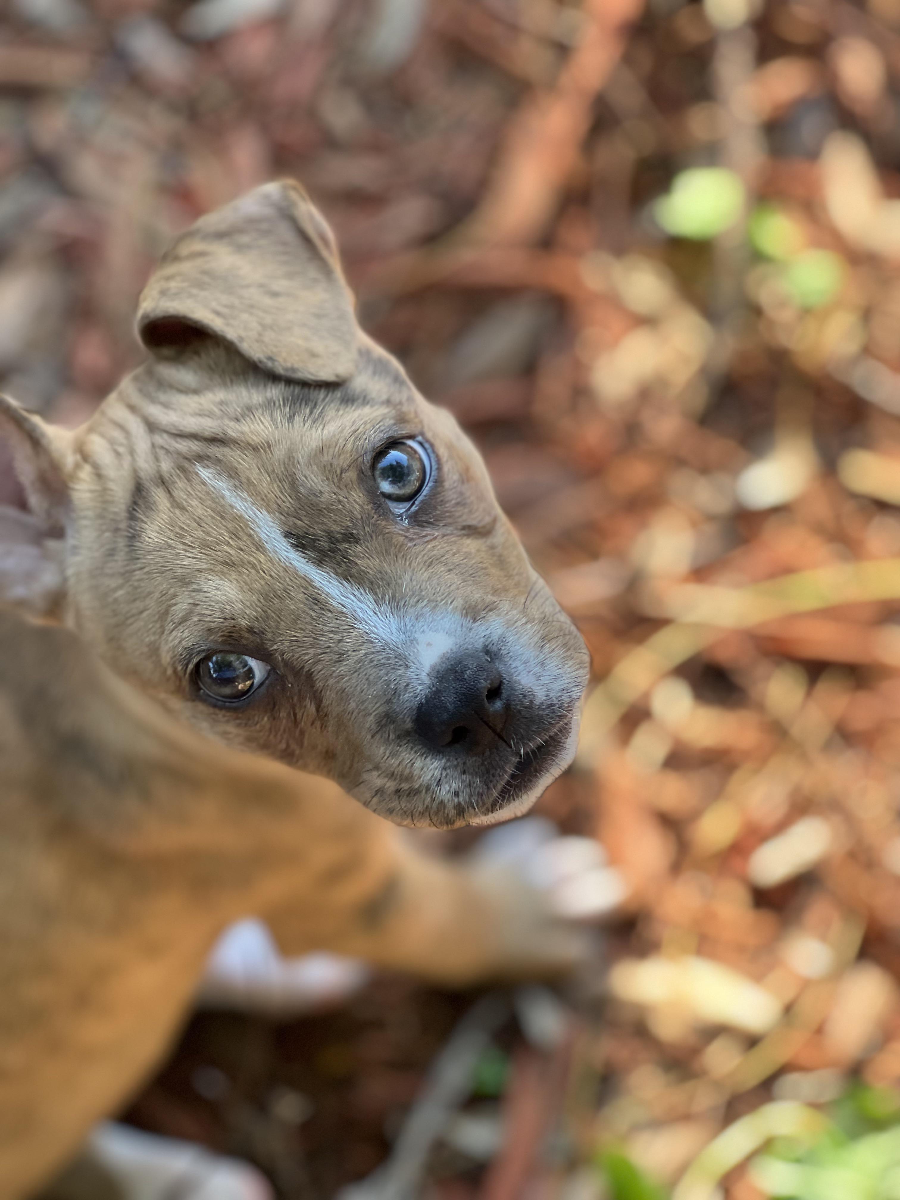 Our new pup | Scrolller