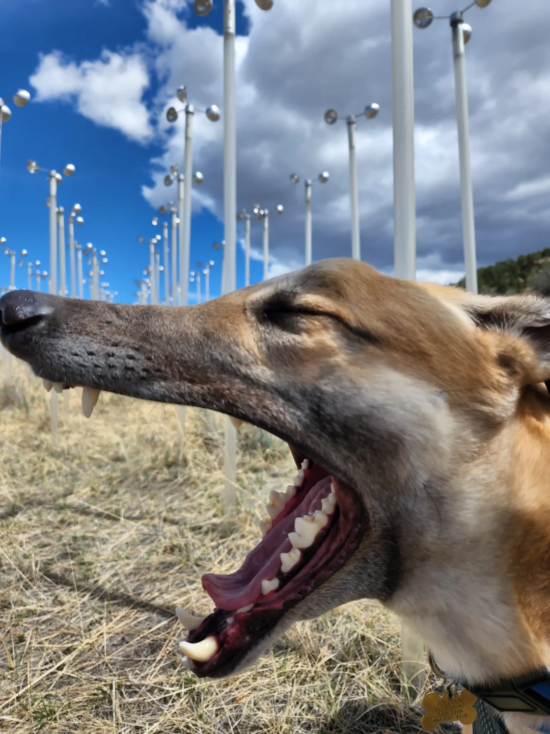 Greyhound or Alligator? | Scrolller