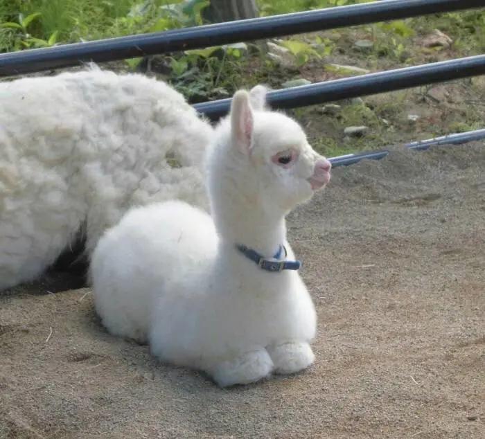 Furry alpaca | Scrolller