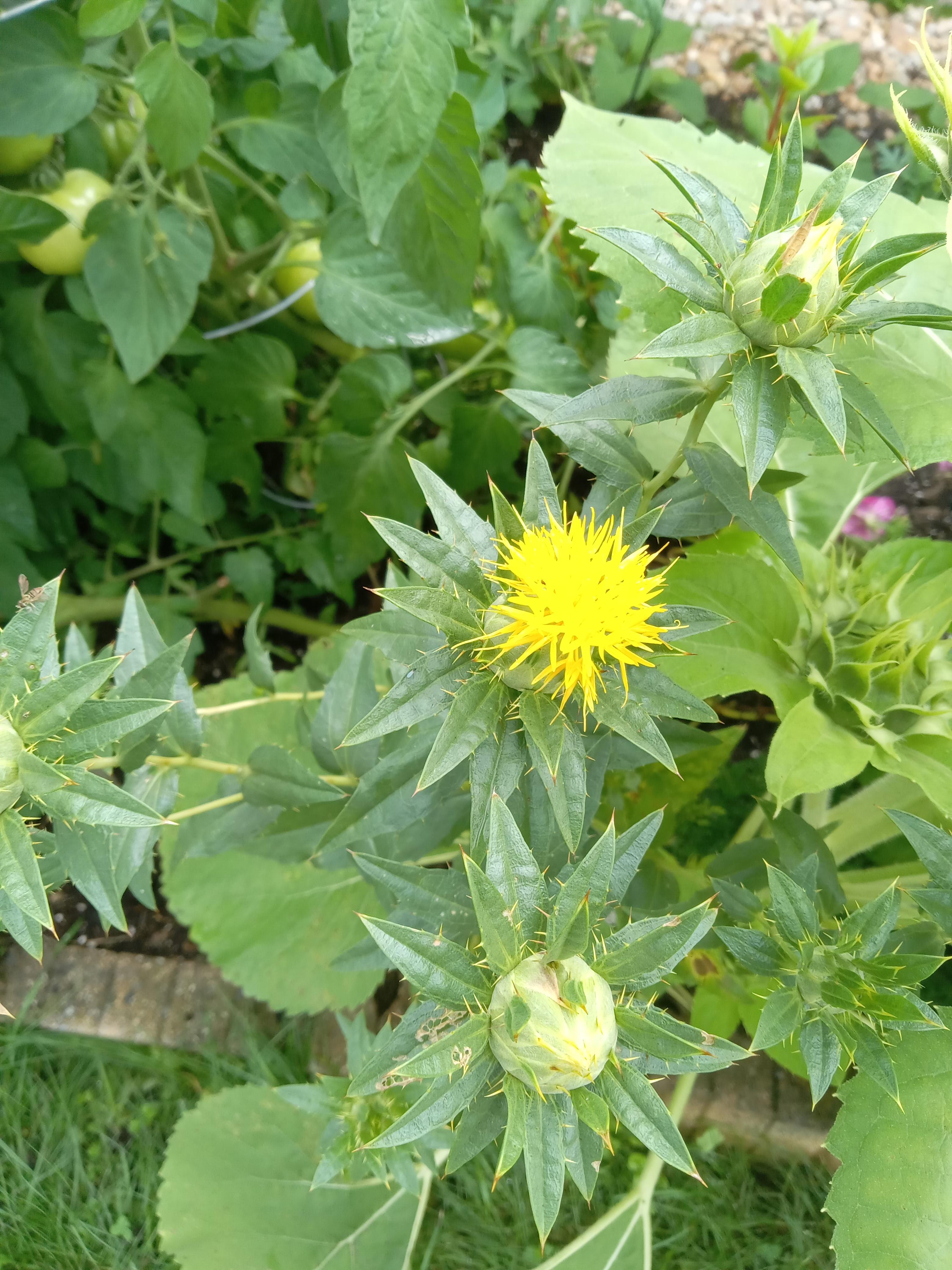 Need help identifying | Scrolller