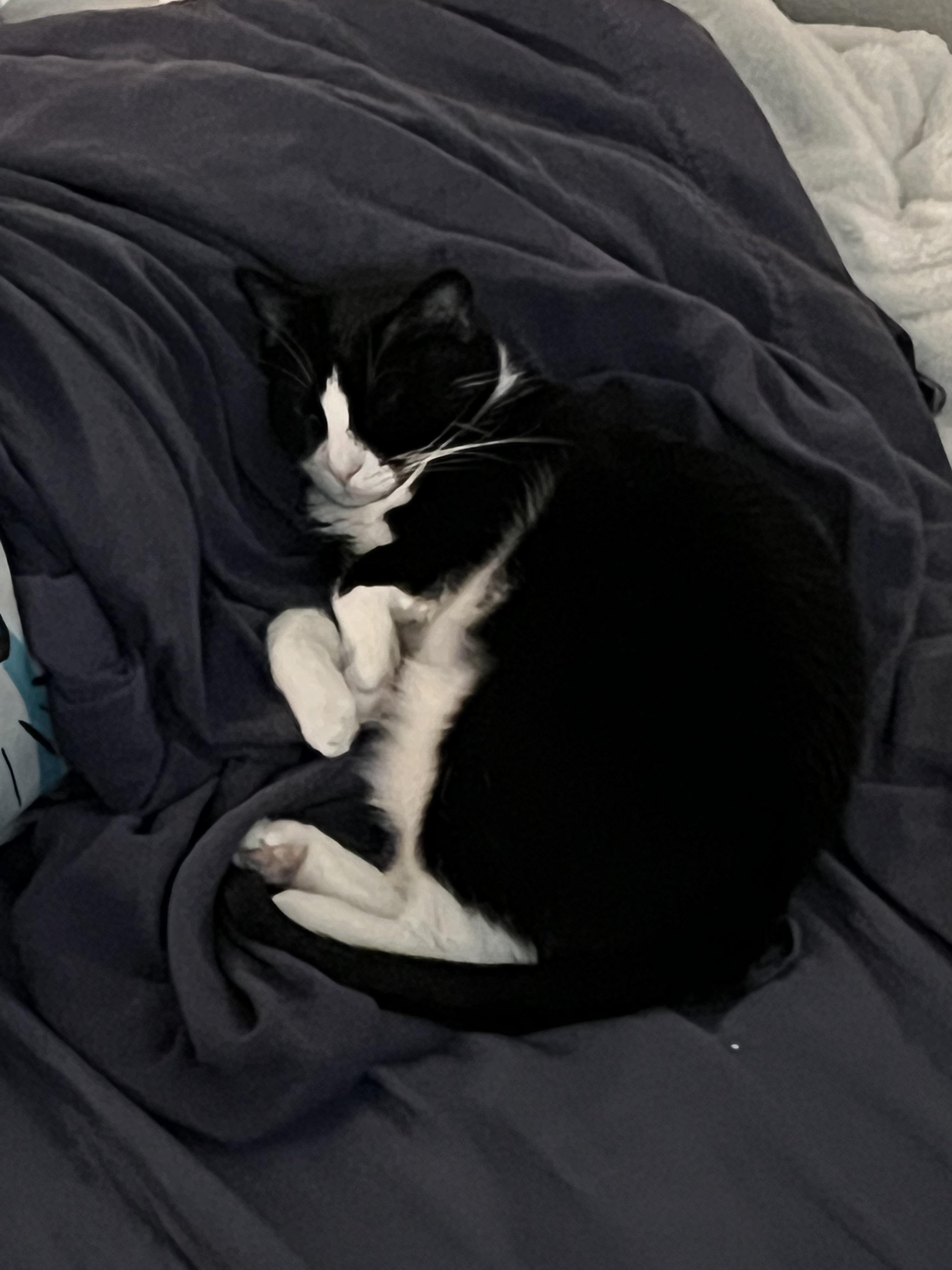 Goodnight from Panda! | Scrolller