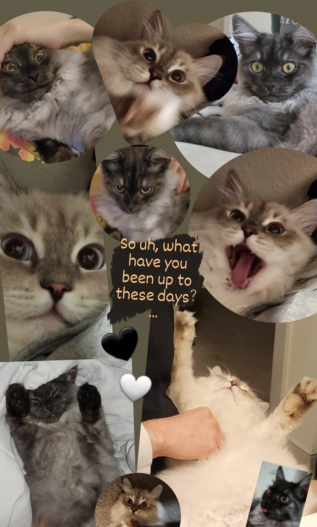 My daily Siberian serotonin boost. | Scrolller