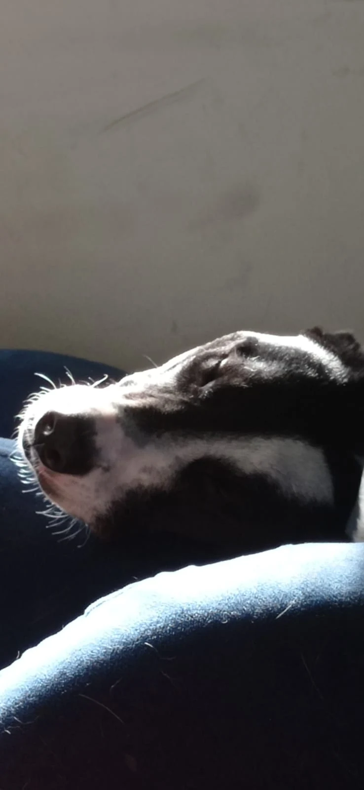 Sunbathing | Scrolller