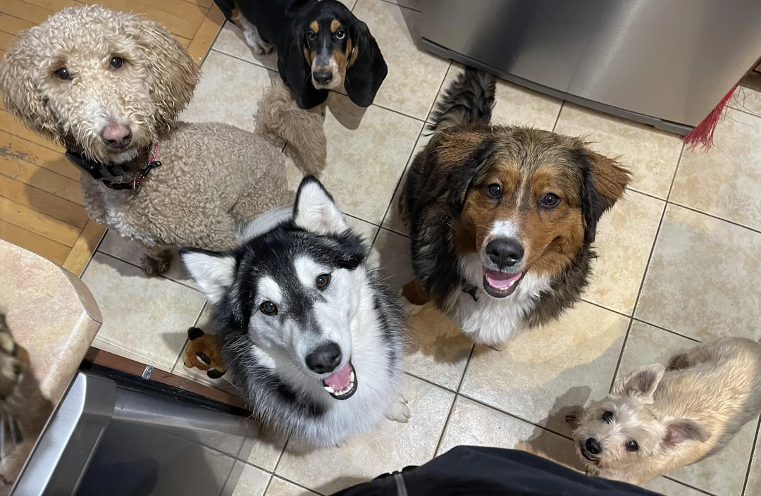 Mochi and her Crew | Scrolller