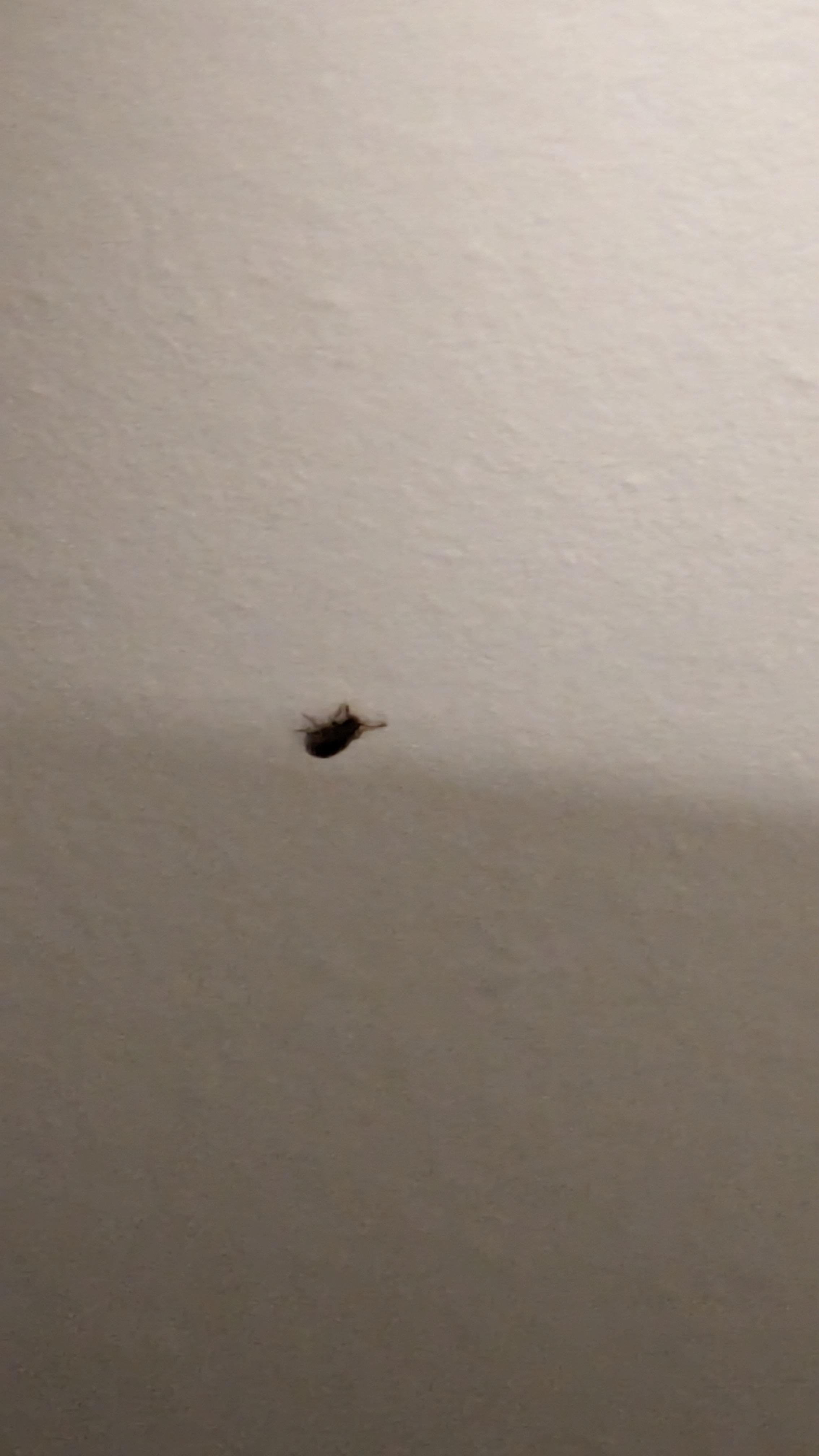 Help with ID | Scrolller