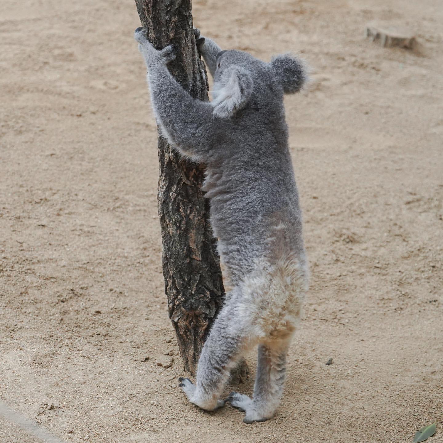 Imagine if okalas were bipedal? | Scrolller