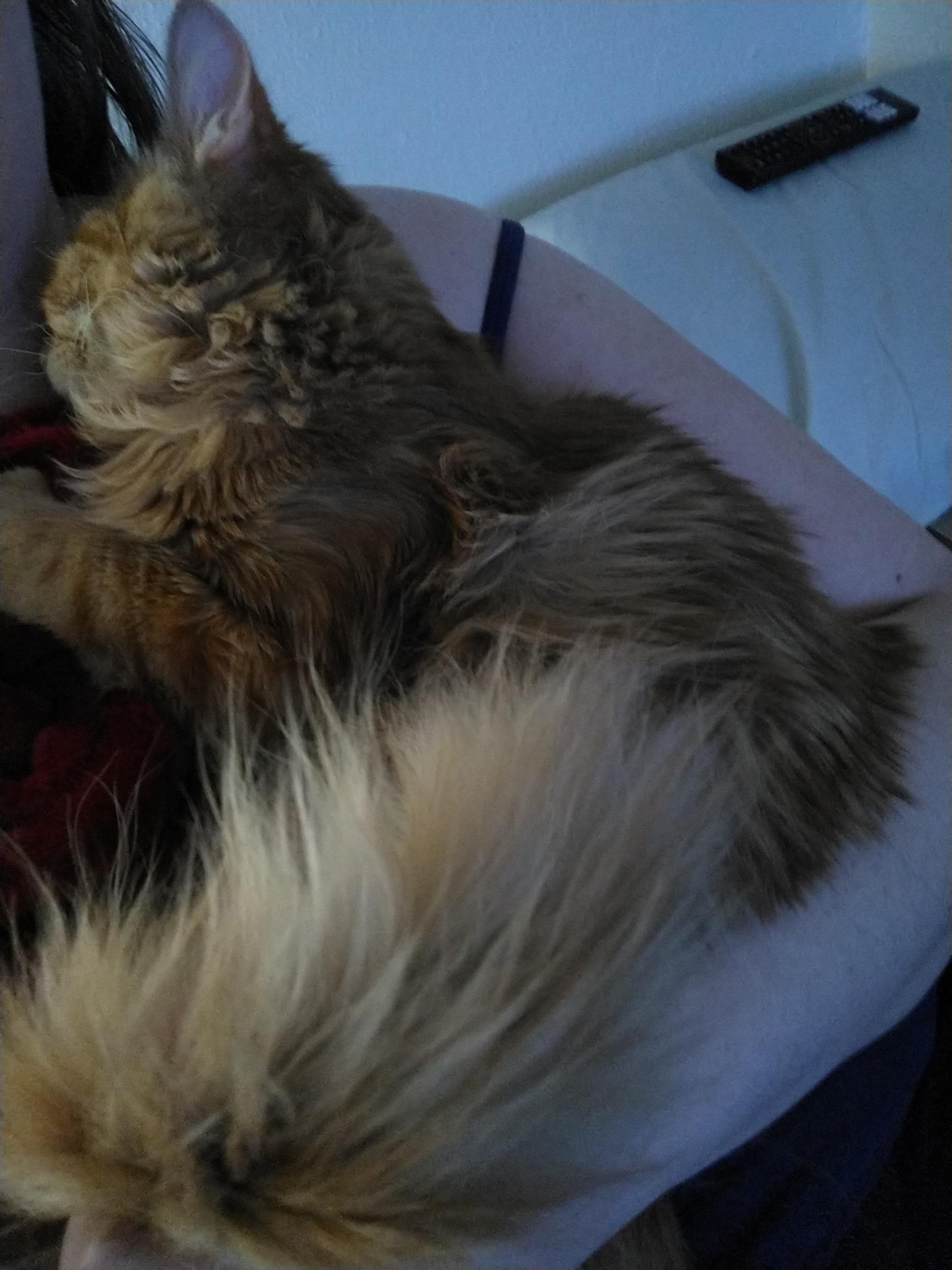Apollo cuddling and showing off his squirrel tail | Scrolller