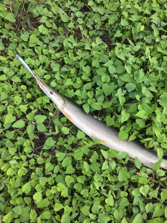 Caught what I think is an alligator gar. Are these edible in Missouri? | Scrolller