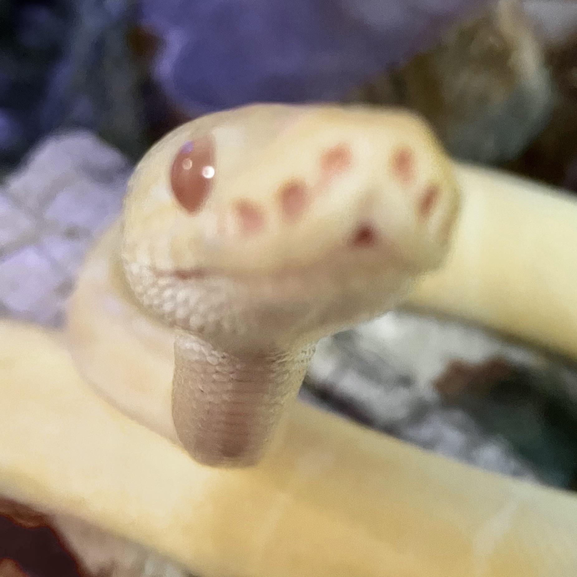 Snakes are so scary!! :( | Scrolller