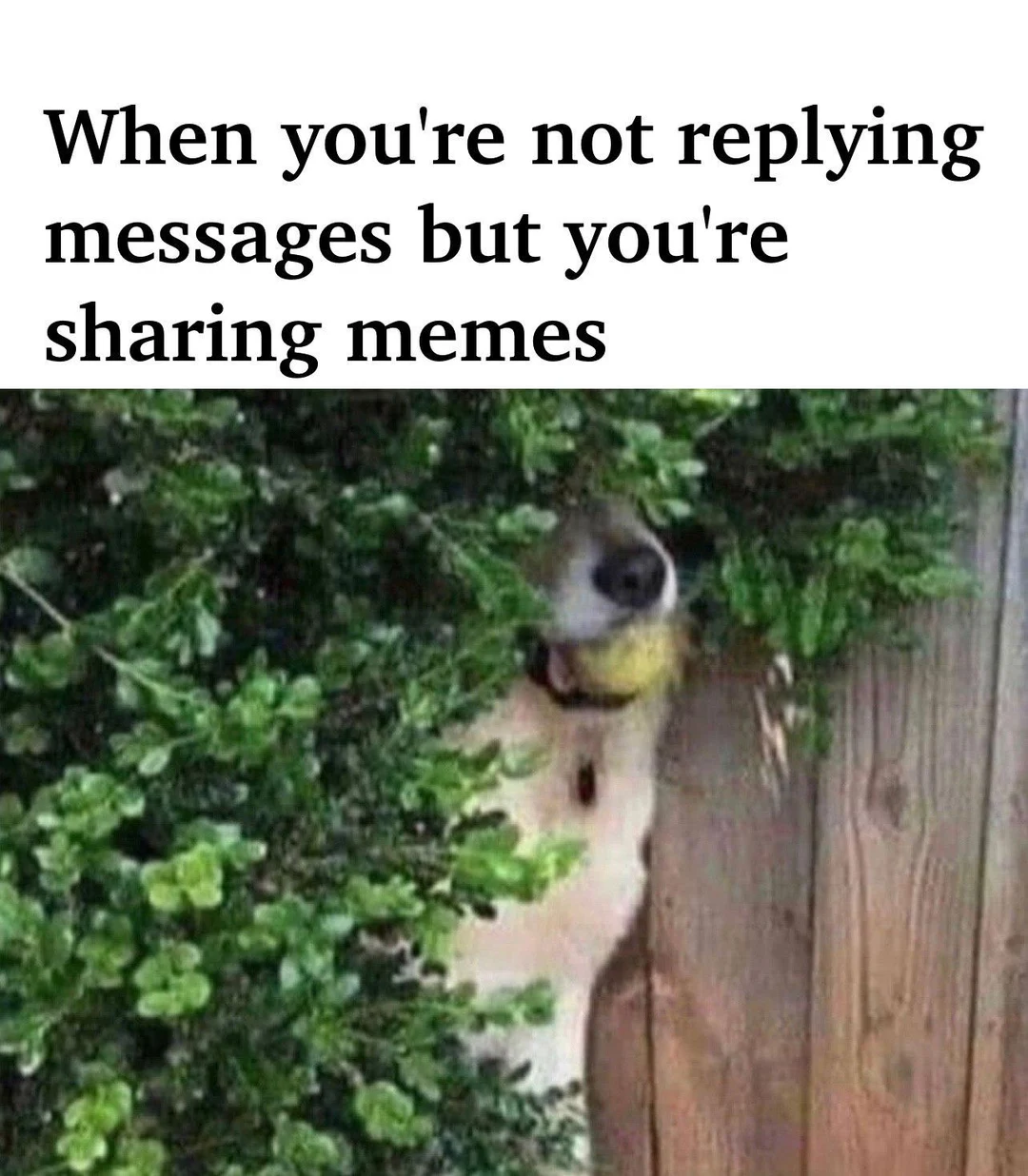 from the shadows | Scrolller