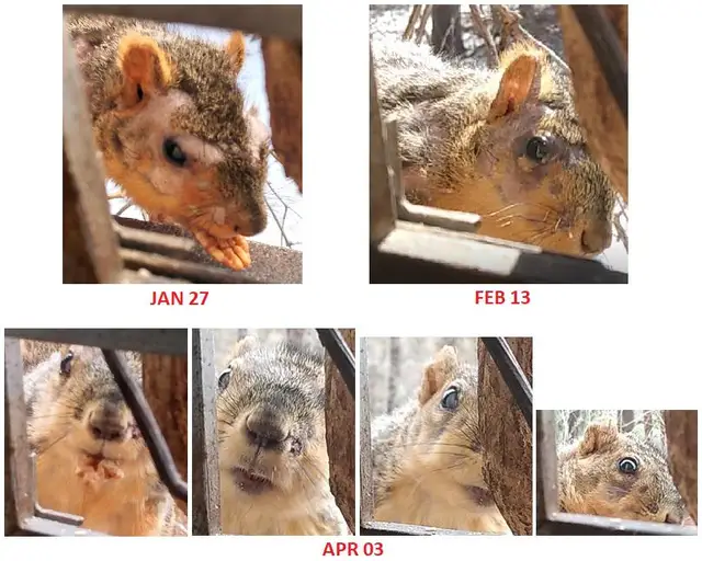 Patient Beary progress report #2 | Scrolller