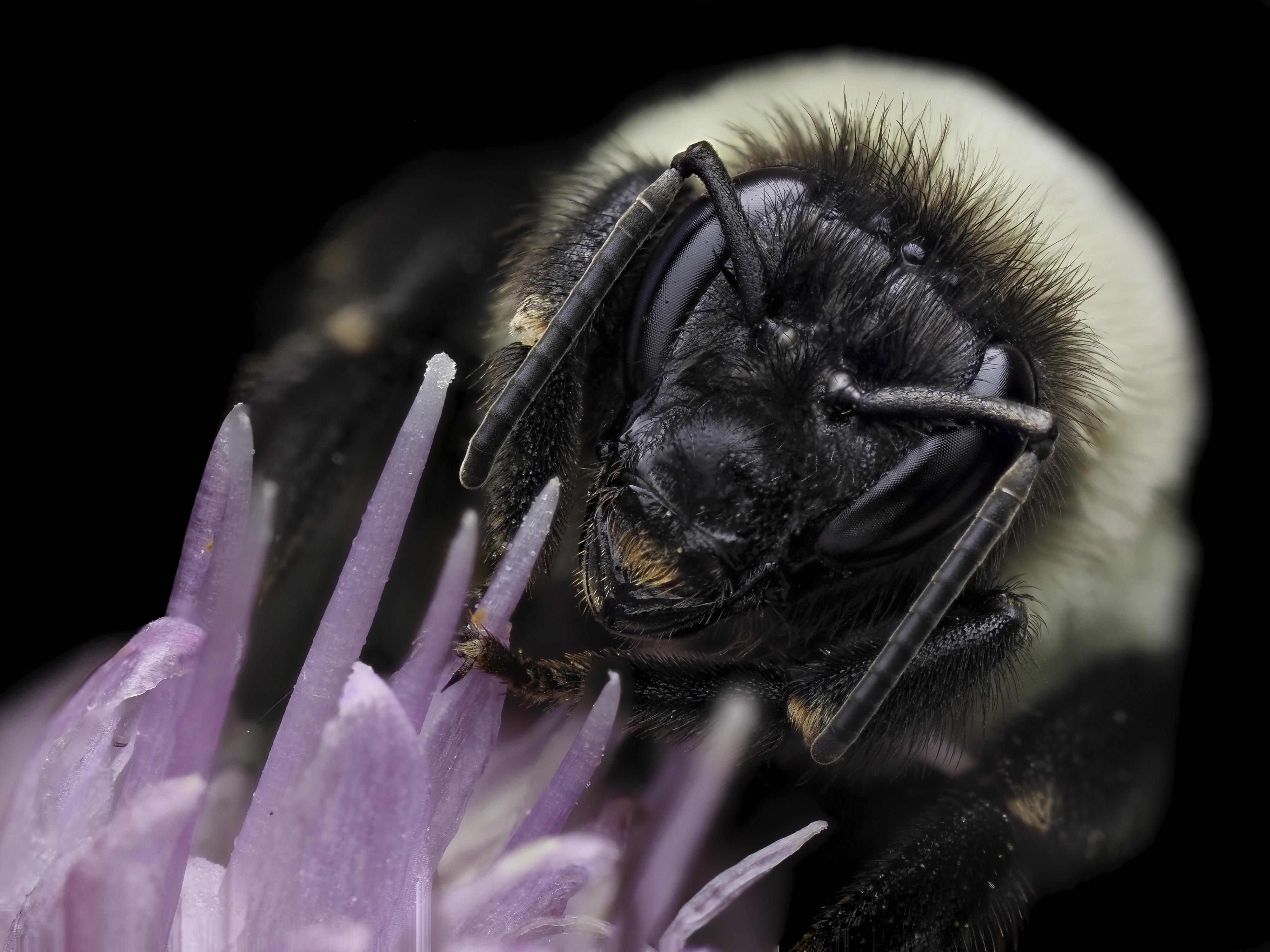 Bumblebee. | Scrolller