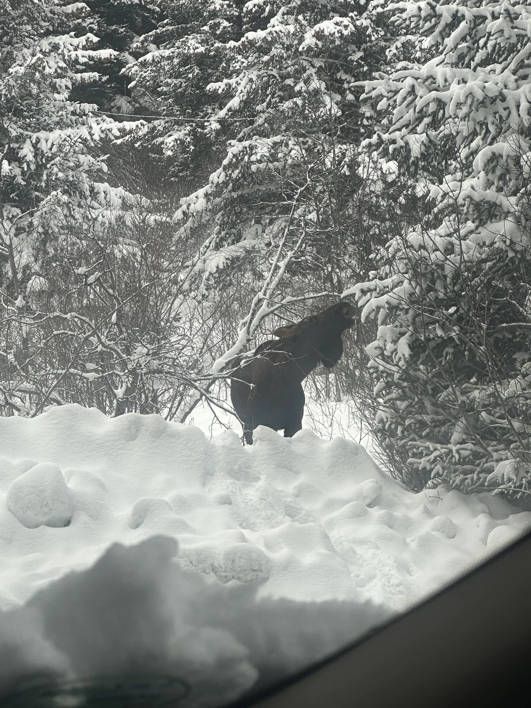 Female moose on my property this afternoon. | Scrolller