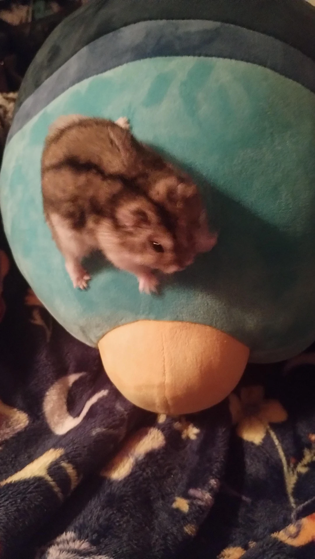 Spider Hamster | Scrolller