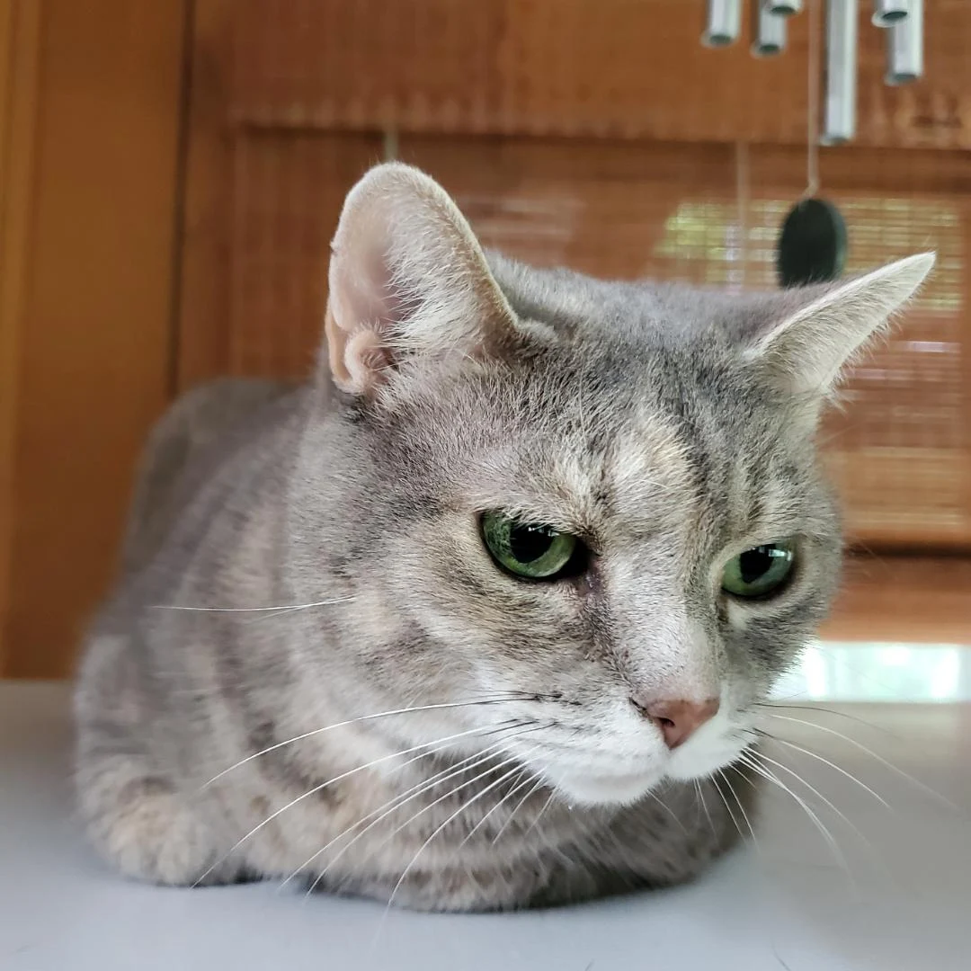 This cutie likes to loaf on top of our freezer | Scrolller
