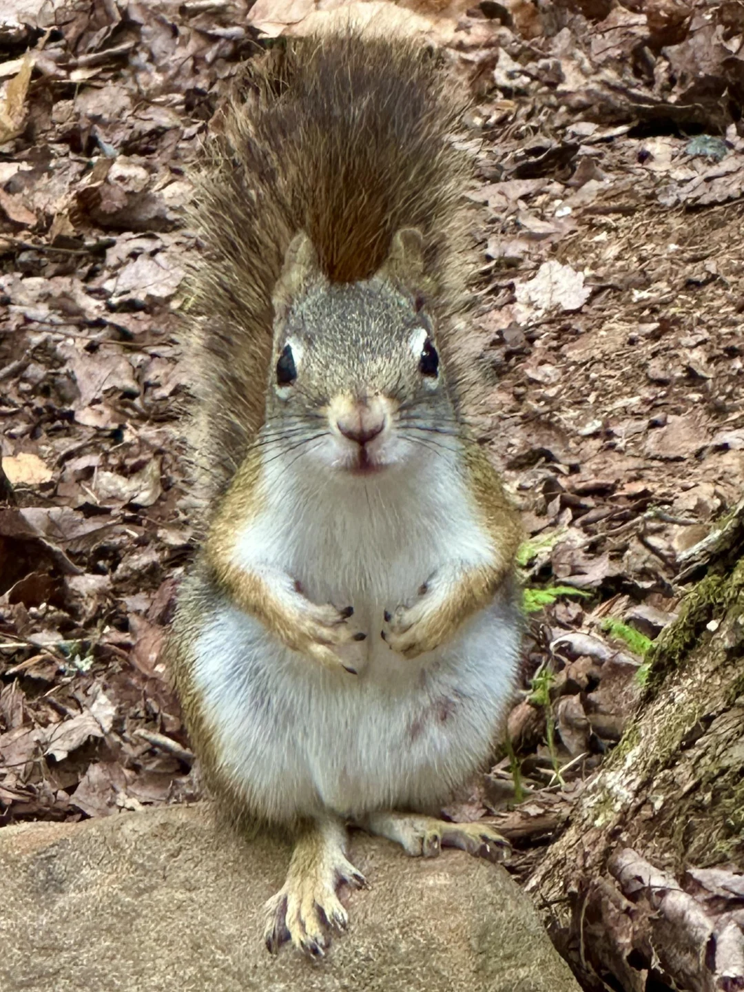 Cute? Sure! Vicious? Definitely | Scrolller