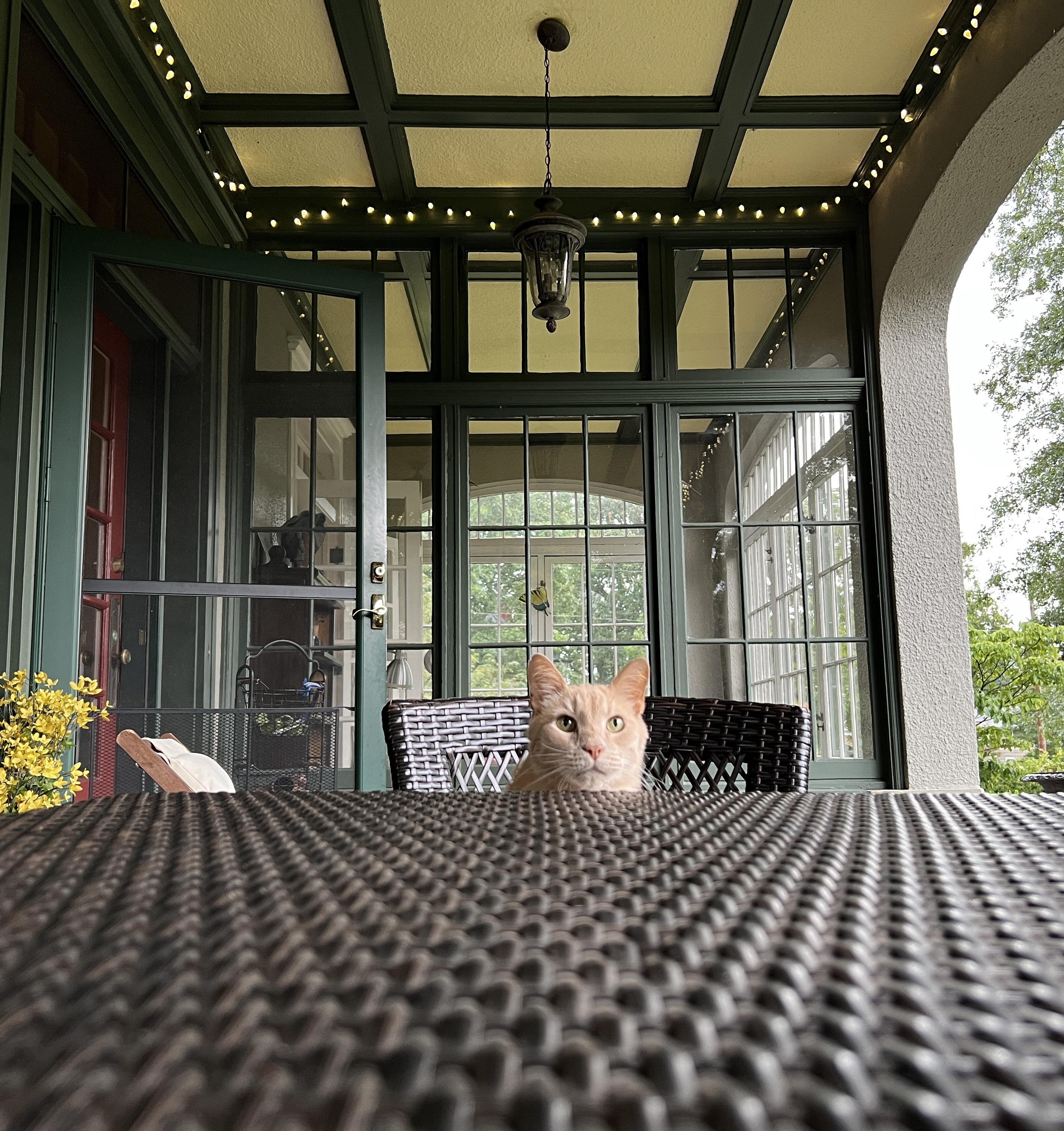 (OC) My dining companion. | Scrolller