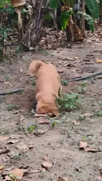 Whats her breed | Scrolller