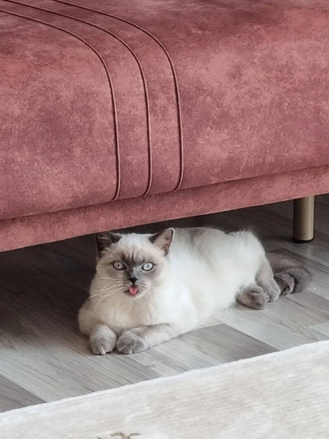 she just keeps forgetting her tongue out. | Scrolller