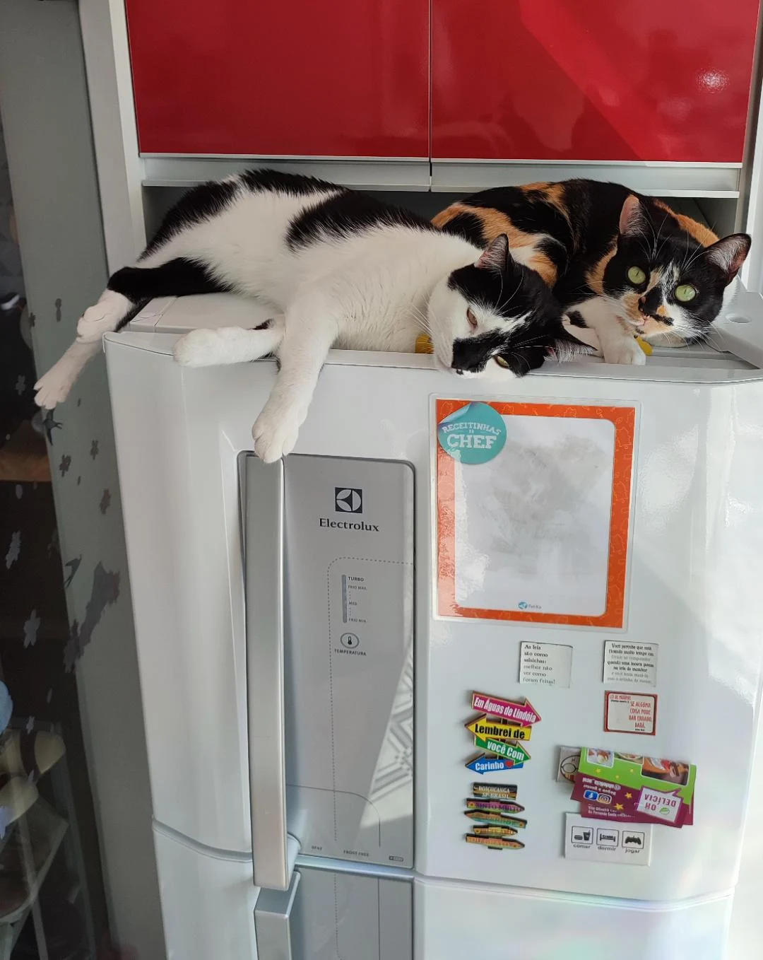 Apparently my fridge is an excellent cat trap! 😆 | Scrolller