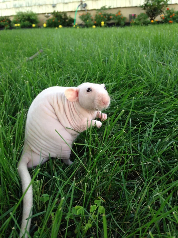 My dearest buddy, Mr. Noodle | Scrolller