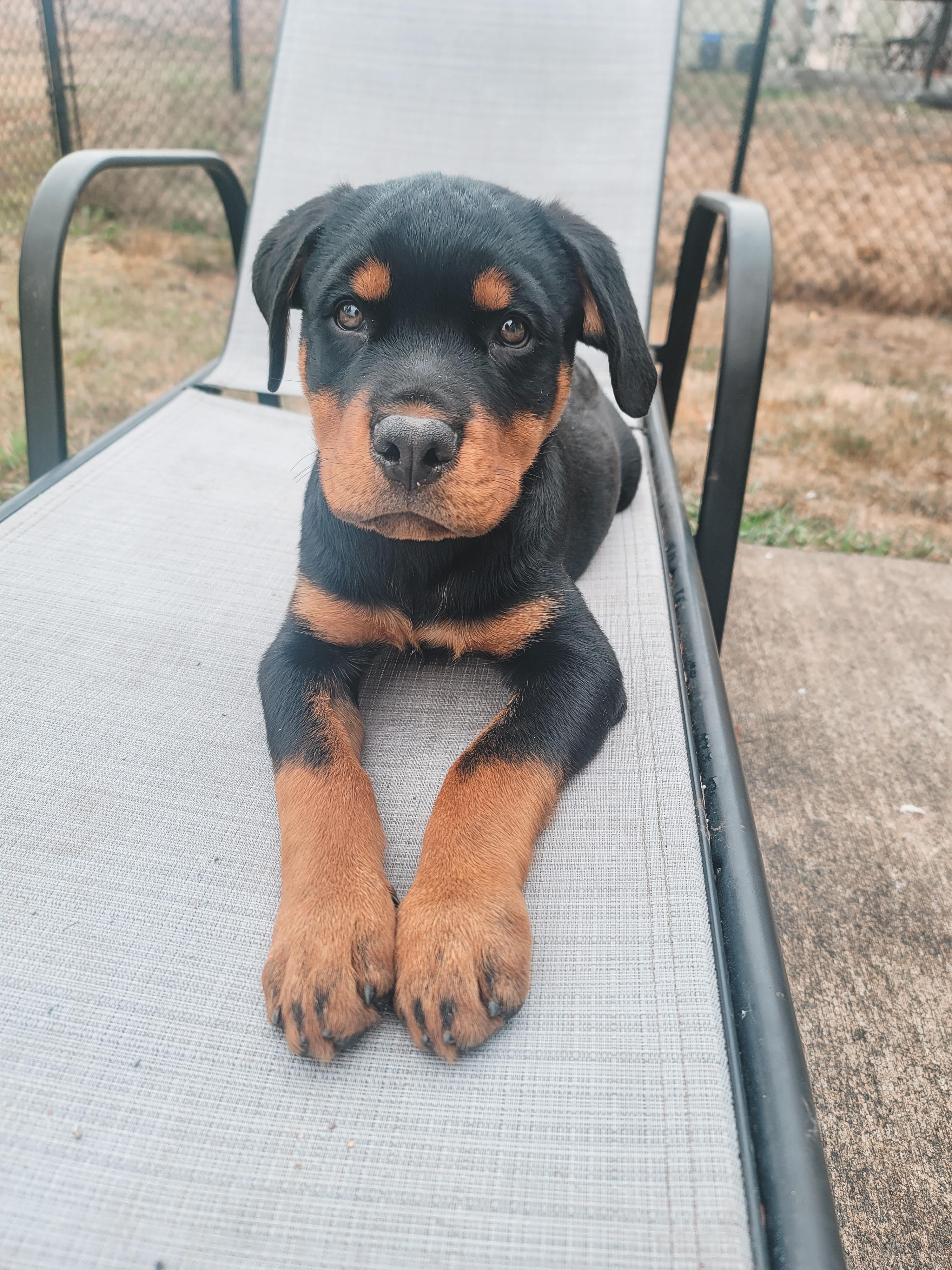 Chops 12 weeks now. love my big boy | Scrolller